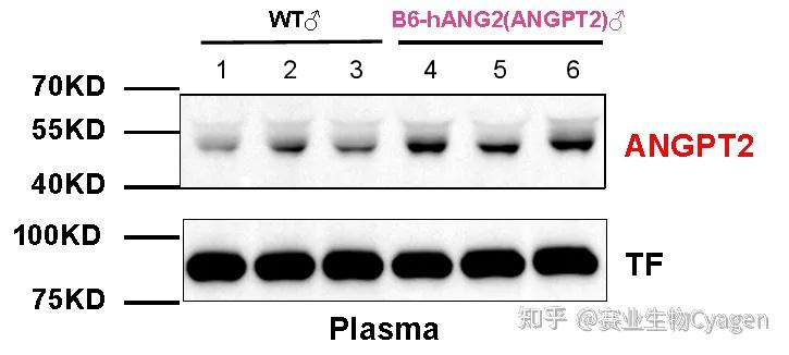热门靶点ANGPT2及VEGFA/ANGPT2双靶人源化模型的应用 - 知乎