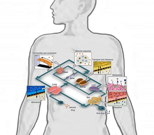 器官芯片介绍实例（五）Human-on-a-chip 人体芯片 - 知乎