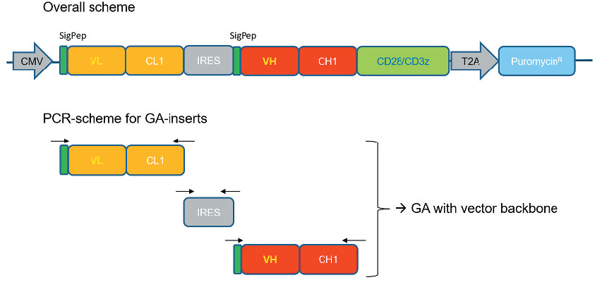 Roche又发明了一个CAR-J细胞技术 - 知乎