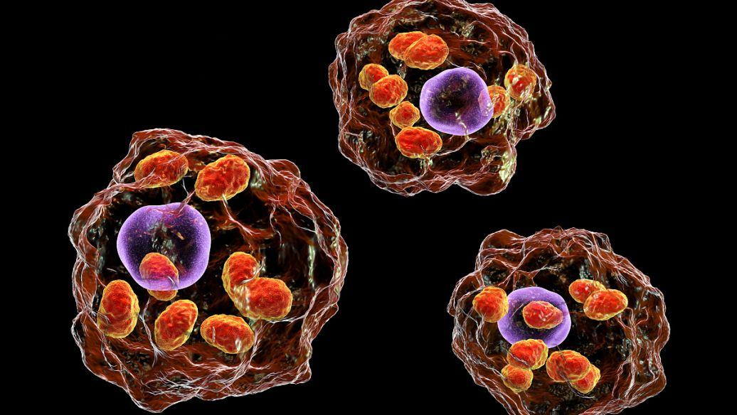 前沿应用 | 【疫苗领域】使用3D微载体进行MDCK细胞培养 - 知乎