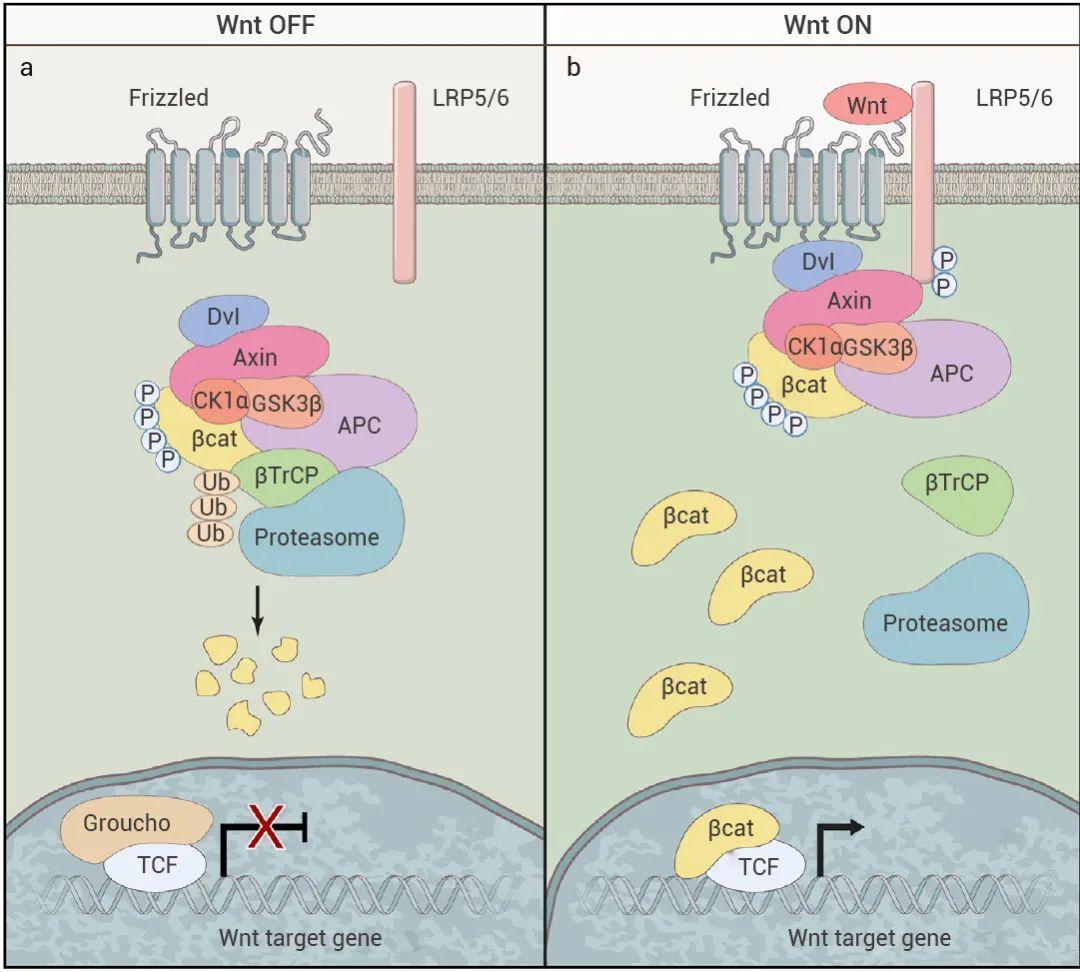 Wnt 通路与癌症研究？ - 知乎
