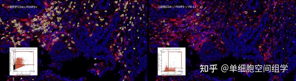 多组学数据标准的验证利器分享——TissueFAXS Cytometry技术 - 知乎