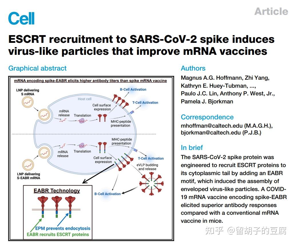 PNAS|共表达gag蛋白和嵌合Spike，开发VLP新冠mRNA疫苗 - 知乎