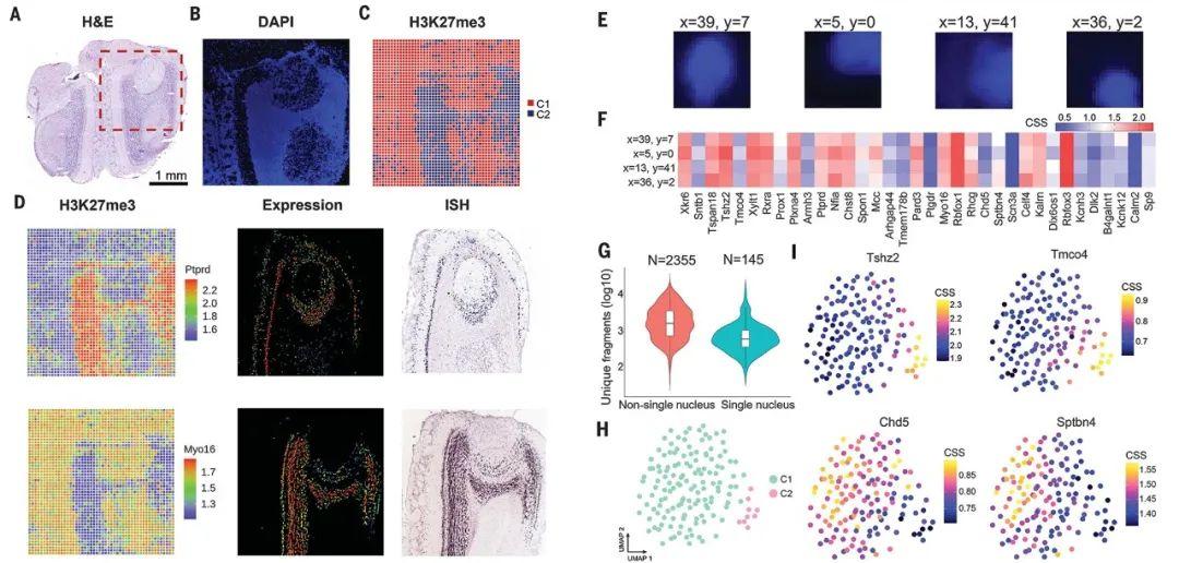Science | spatial-CUT&Tag：细胞水平的空间分辨染色质修饰图谱 - 知乎