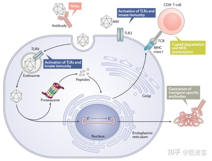 一文探究：AAV基因疗法的临床应用优势与挑战 - 知乎