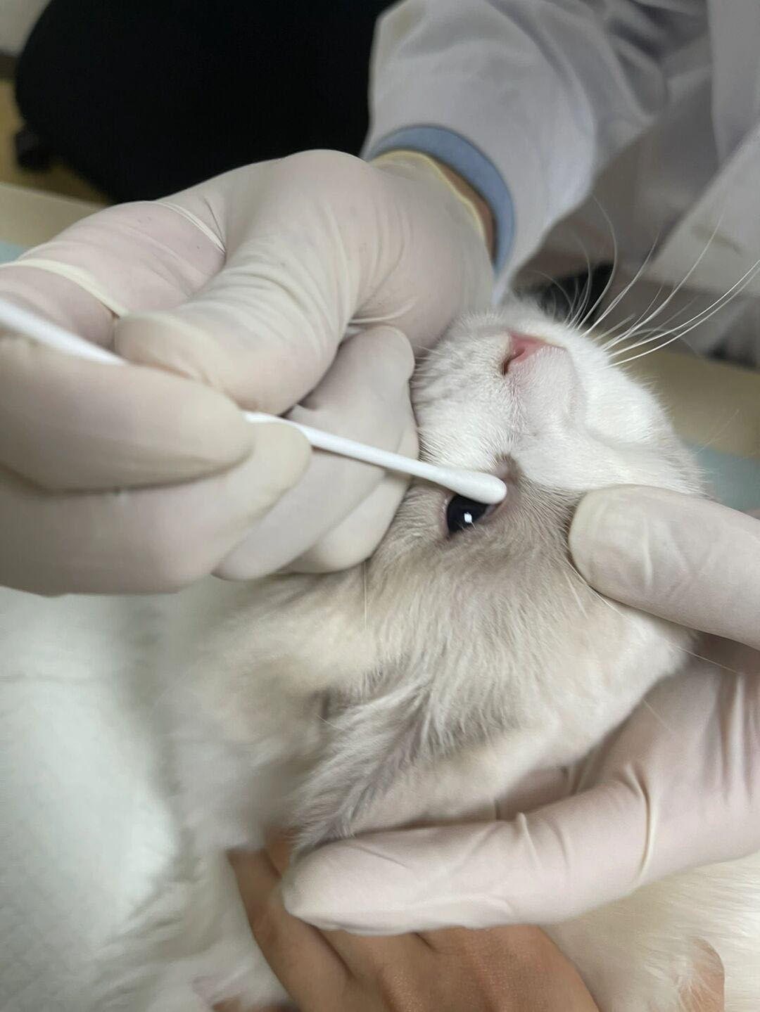 猫咪pcr检测有必要做吗？多少钱？ - 知乎