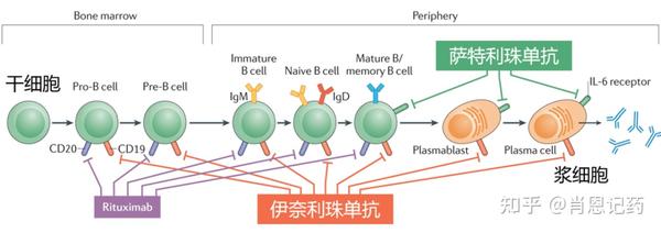 记住所有FDA生物药 | 抗CD19 | 治疗视神经脊髓炎谱系疾病NMOSD | 昕越®伊奈利珠单抗 - 知乎
