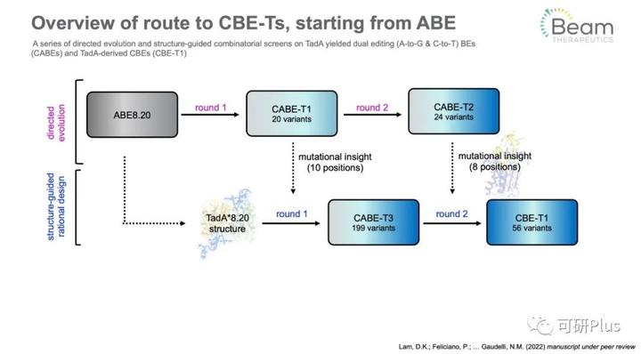 CBE-T：TadA介导的下一代CBE编辑器 - 知乎