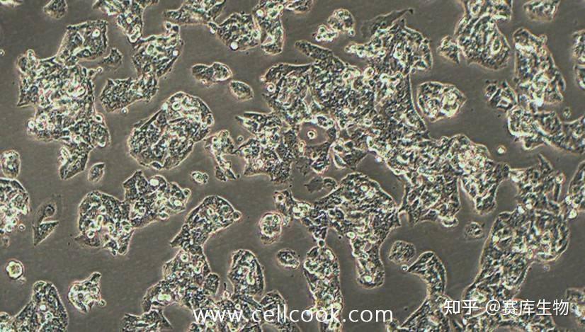 赛库细胞学堂|Hep G2人肝癌细胞的生长特性及常见问题 - 知乎