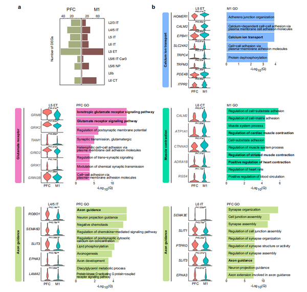 Nat Commun | 成年猕猴大脑皮层空间分辨基因调控和疾病易感性图谱 - 知乎