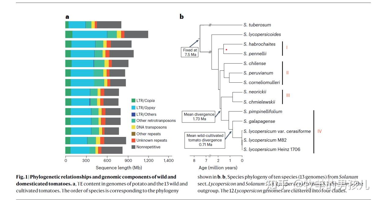 跟着Nature Genetics学作图：R语言ggtree画进化树展示不同种番茄的进化关系 - 知乎
