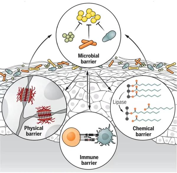 防腐剂和非无菌产品对皮肤屏障功能的影响 - 知乎