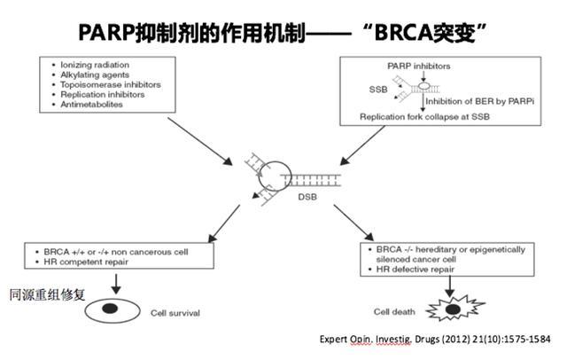 卵巢癌靶向治疗的BRCA1/2基因检测你做对了吗？ - 知乎