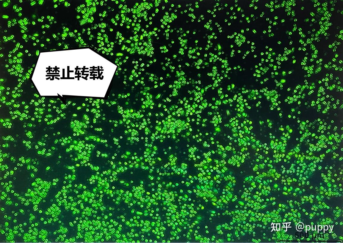 请问大家我的RAW264.7细胞染CD206总是染不上，是要注意什么嘛? - 知乎