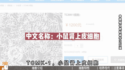 TCMK-1细胞培养，小鼠肾上皮细胞培养攻略 - 丰晖生物 - 知乎