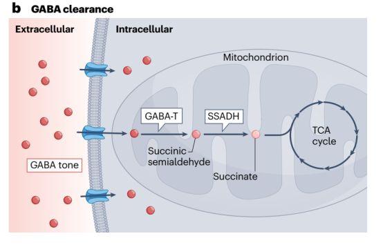 Nat子刊: 经过70多年研究，我们对GABA在大脑的作用了解多少？ - 知乎