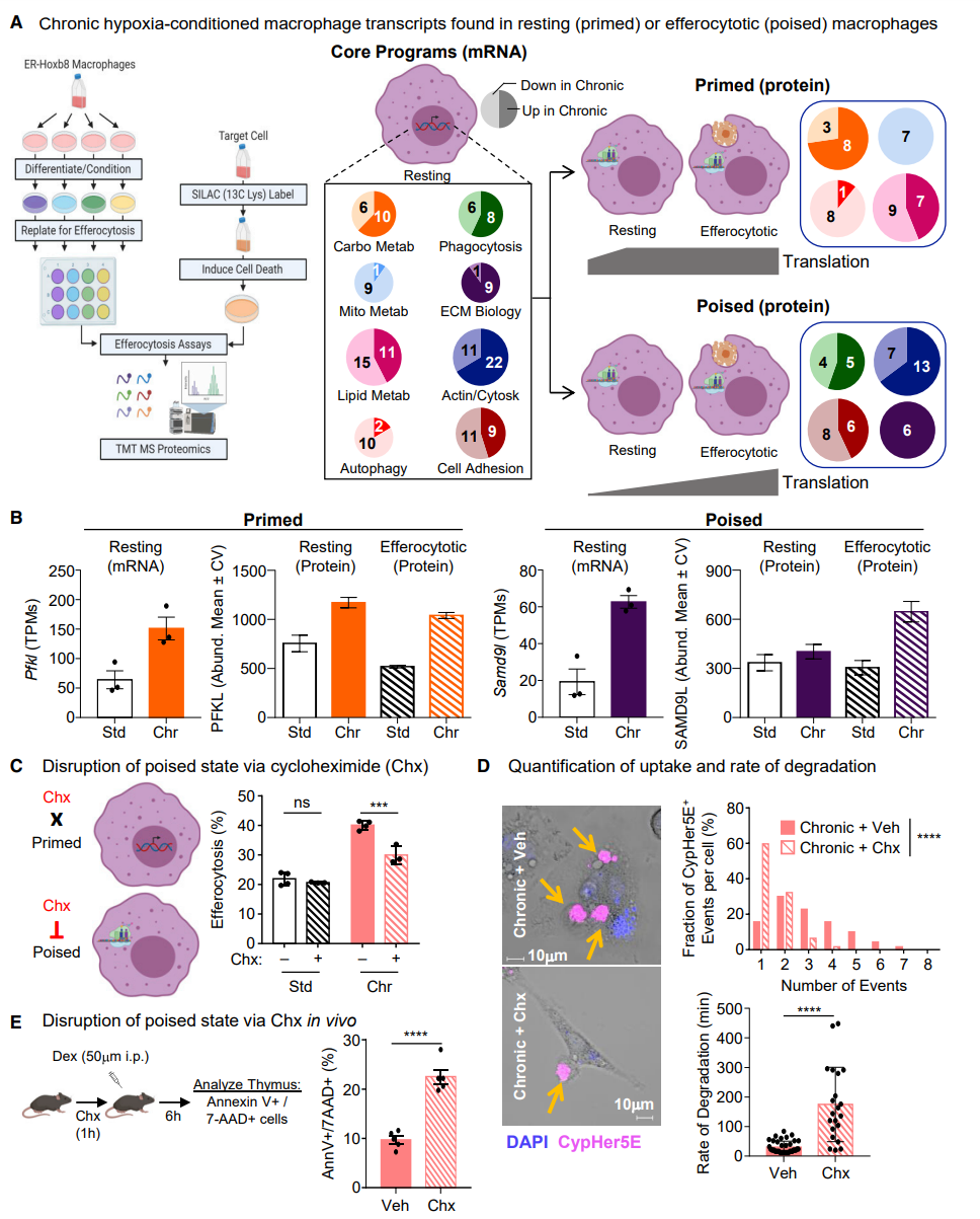 Cell Metabolism丨代谢适应支持在有限氧气环境中增强巨噬细胞胞吐作用 - 知乎