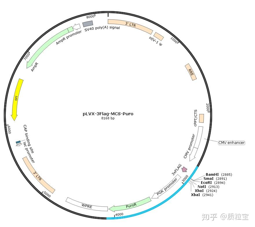 pLVX系列3×Flag慢病毒表达载体 - 知乎
