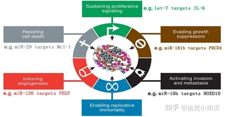 什么是microRNA？它的发现和研究进展对生物医学界有何重大意义？来一起看一看吧！ - 知乎