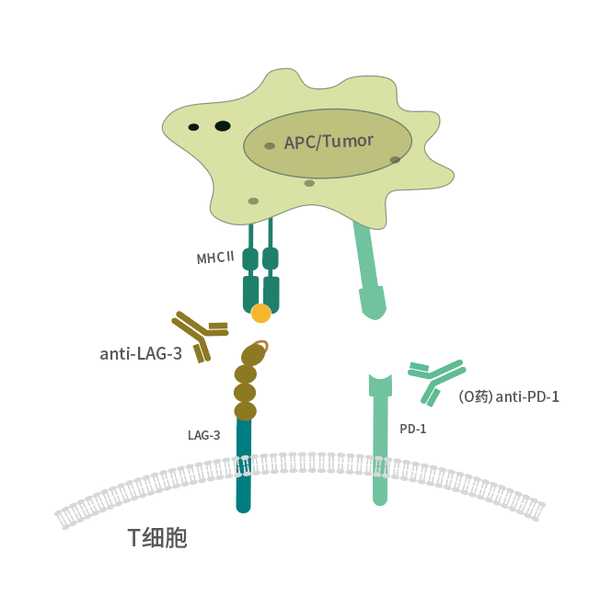 LAG-3靶点机制和研究进展 - 知乎