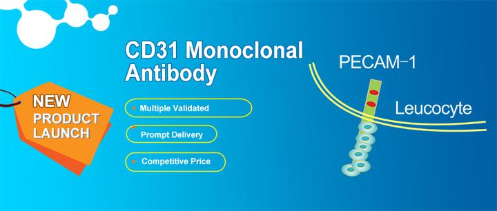 CD31—多功能分子 - 知乎