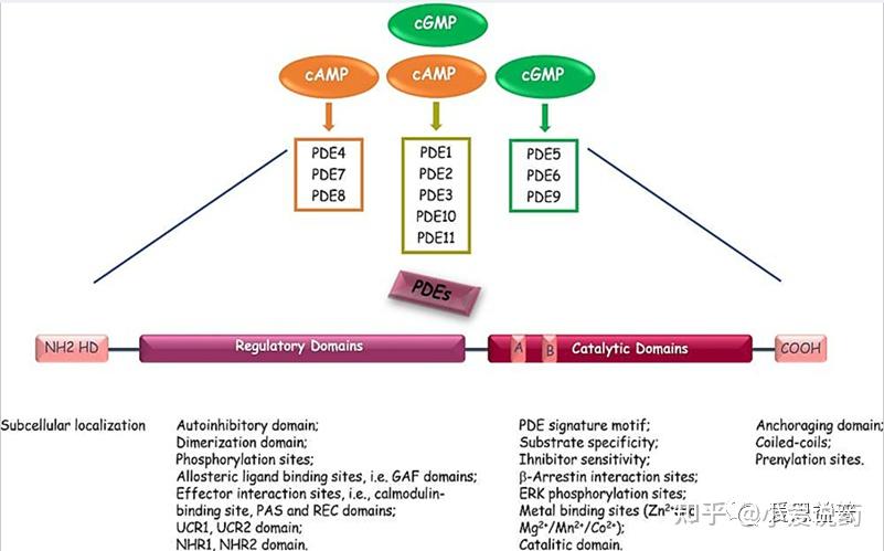 PDE(磷酸二酯酶) Panel_IBC - 知乎