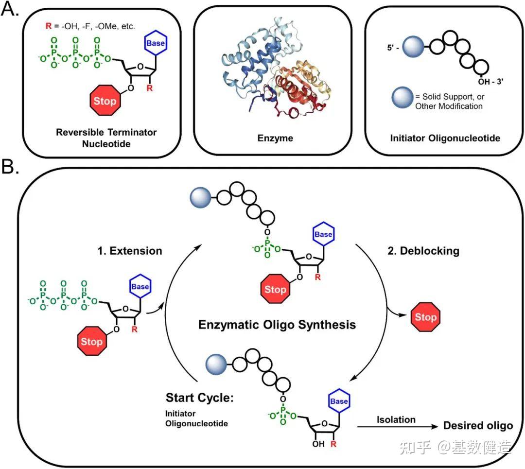 酶催化合成小核酸药物！ - 知乎