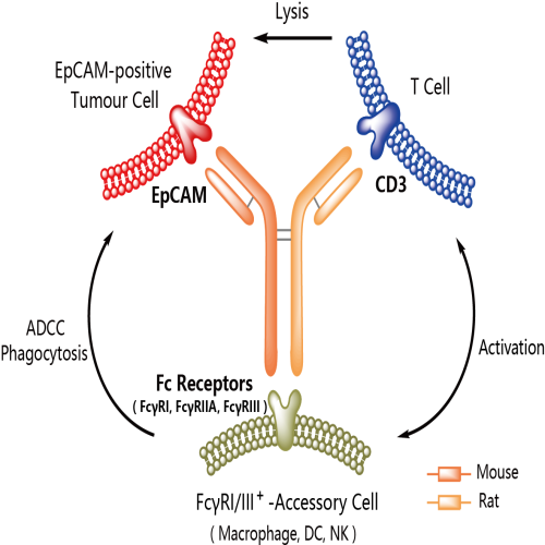 靶向治疗策略中的CD3 - 知乎