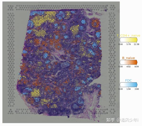 10X单细胞空间联合分析之再次解读cell2location - 知乎