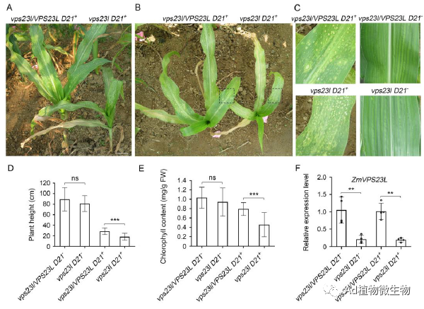 Plant Cell | 山东大学研究揭示调控玉米免疫受体介导的防御反应的新机制！ - 知乎