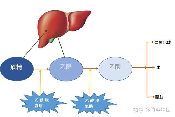 爱喝酒,酒精肝。只戒酒不痛不痒,一个小方还你健康肝 知乎