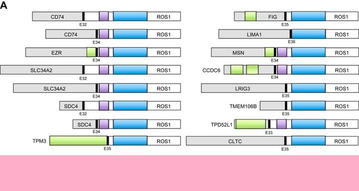 一文读懂ROS1重排/阳性非小细胞肺癌治疗 - 知乎