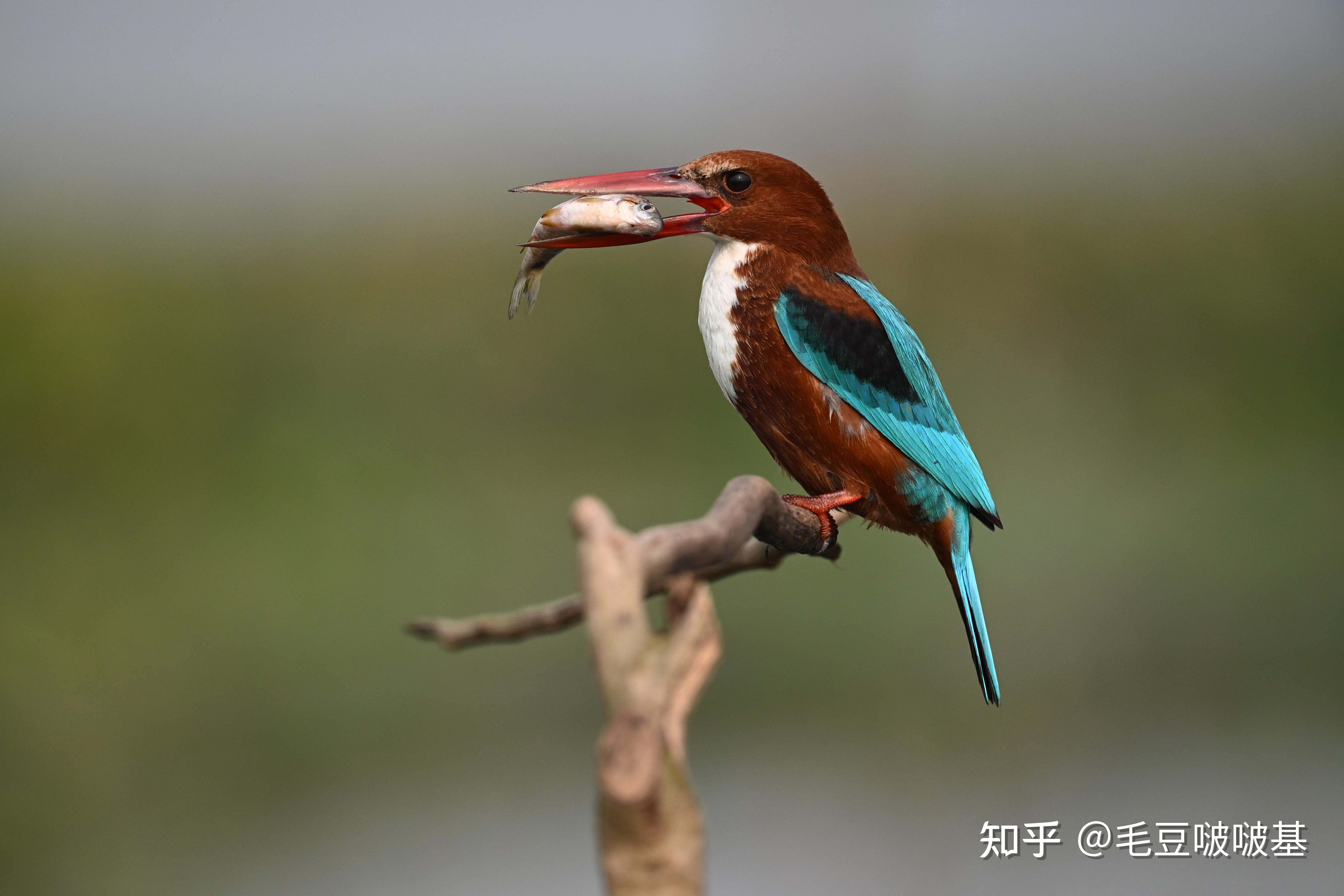 不考虑预算，z52和z63怎么选? - 知乎