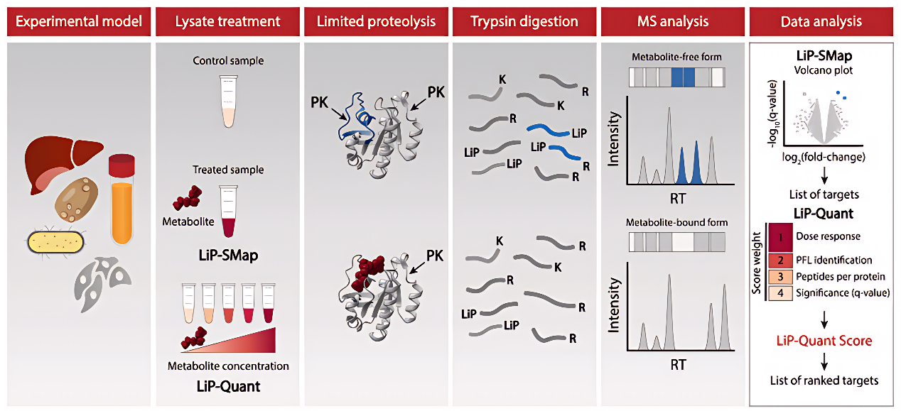 LiP-MS最详尽的实验及分析流程 - 知乎