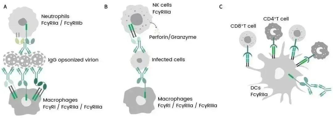 抗体的Fc段于FcR结合能发挥调理作用，ADCC等作用? - 知乎