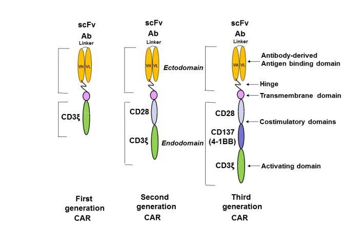 颠覆CAR-T的底层设计——CD3链的选择 - 知乎