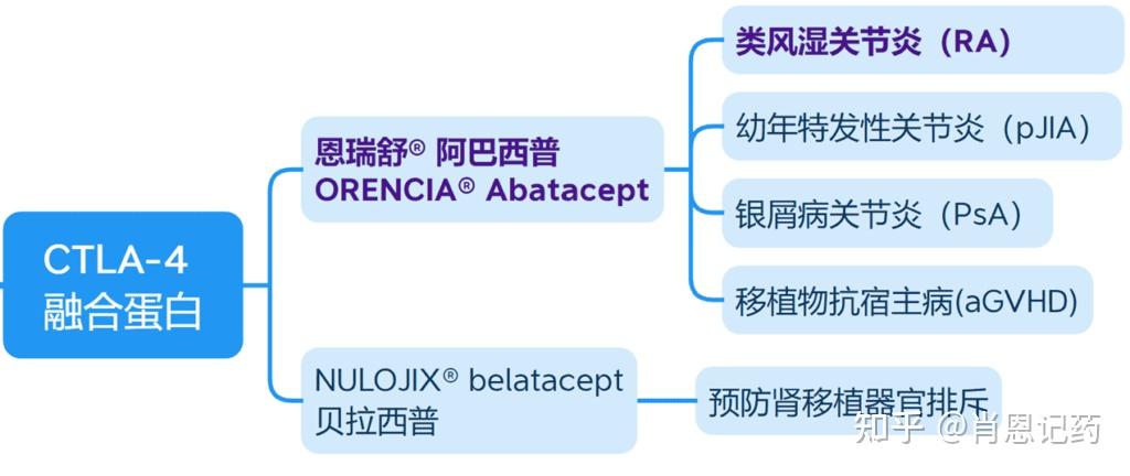 记住所有FDA生物药 | CTLA-4融合蛋白 | 阿巴西普、 belatacept 贝拉西普 | 类风湿关节炎等自身免疫病 - 知乎