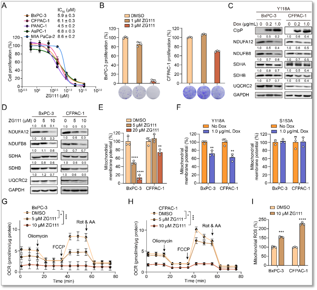 Cell Chem Bio︱中国科学院上海药物研究所杨财广课题组发现线粒体ClpP激动剂抗胰腺癌 - 知乎