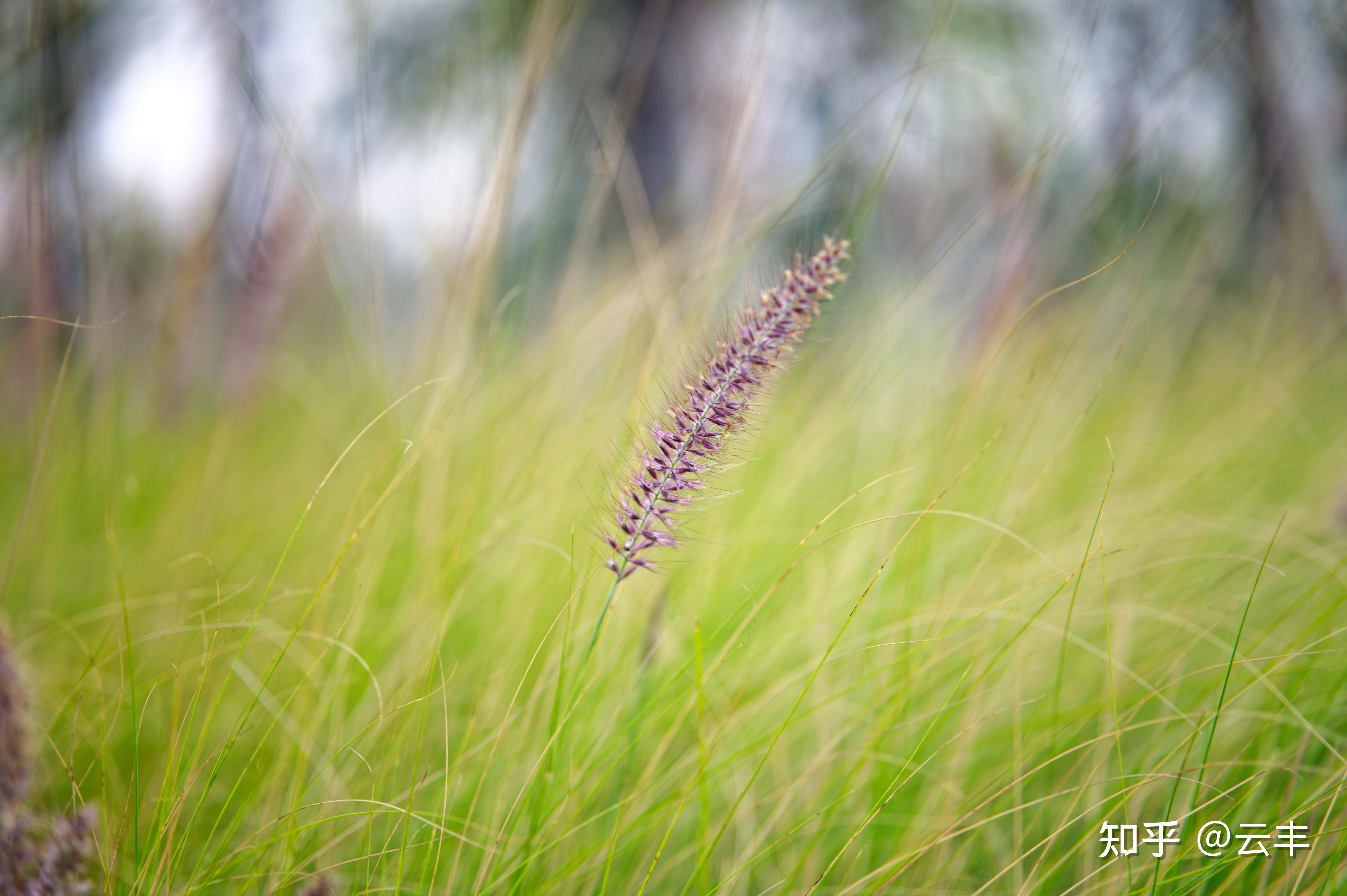 尼康z7ii和索尼A7M4选哪个？ - 知乎