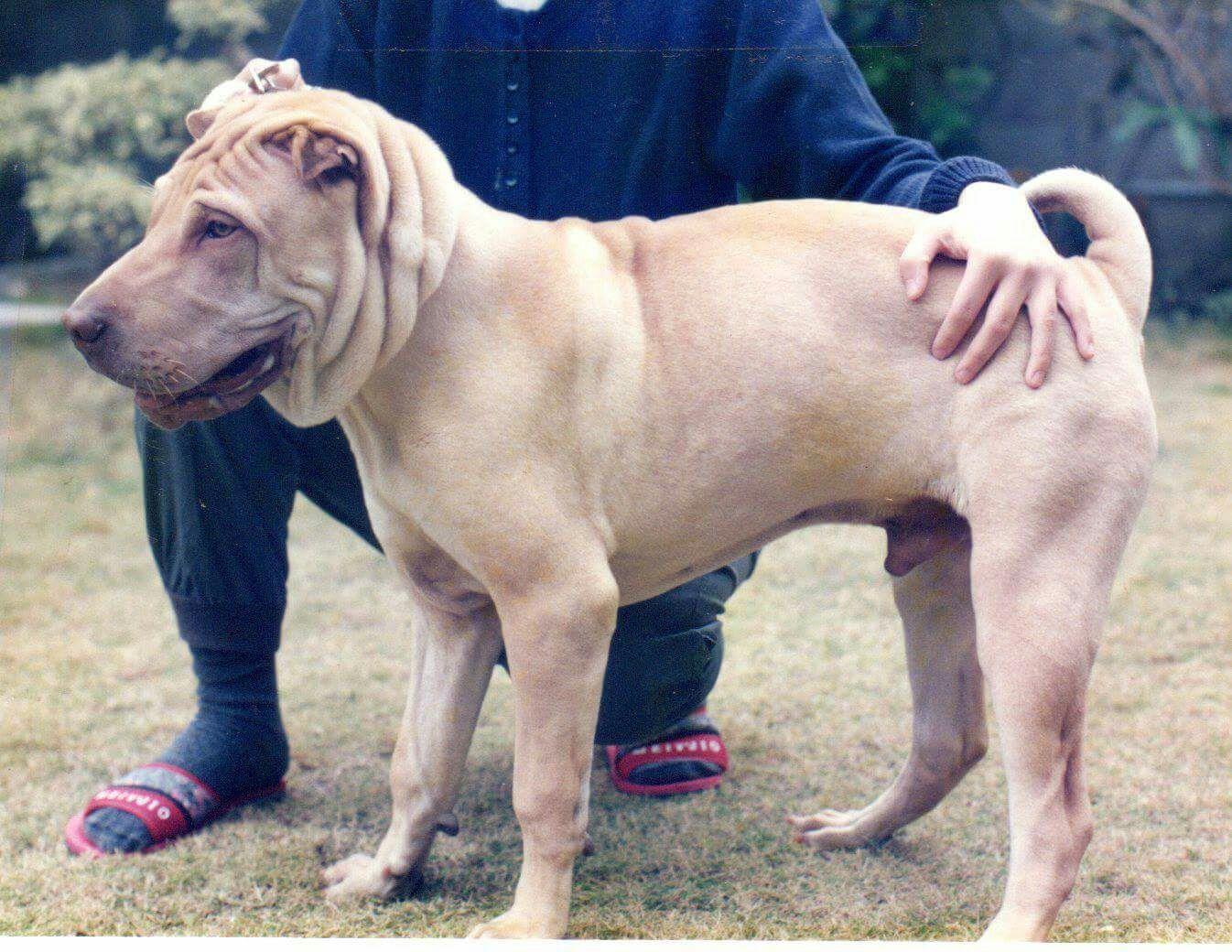 中国本土犬种都有哪些？ - 知乎