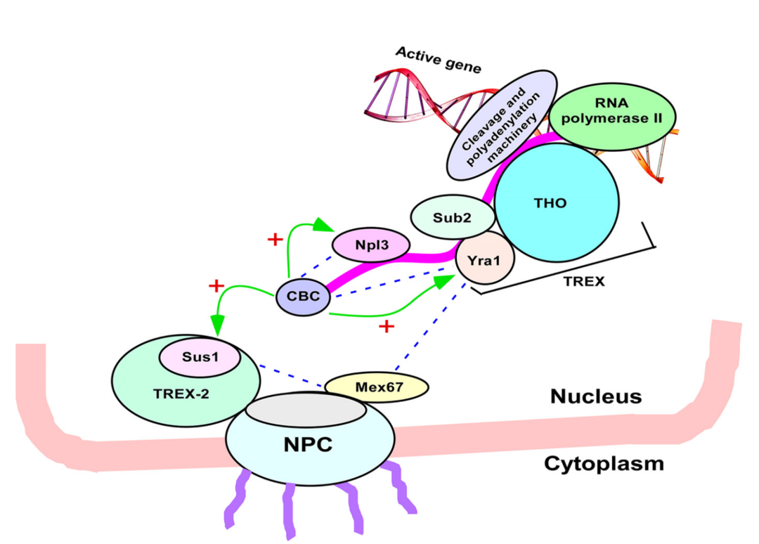 真核生物的mRNA结构特点有哪些？ - 知乎