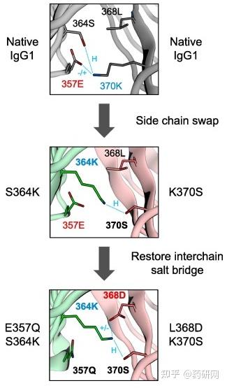 Fc工程化：Xencor的双抗技术梳理 - 知乎