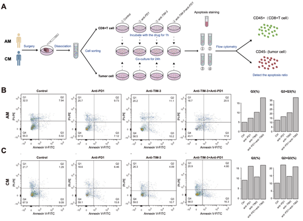 Nat Commun｜天津医科大学杨吉龙团队应用单细胞转录组分析揭示肢端型黑色素瘤肿瘤细胞异质性和免疫环境特征 - 知乎