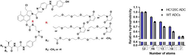 国内外知名企业ADC技术平台(第五期, Byondis) - 知乎
