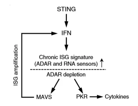 专家评述Nature+Nat Med丨RNA编辑酶ADAR1或可成为癌症免疫治疗新靶点 - 知乎