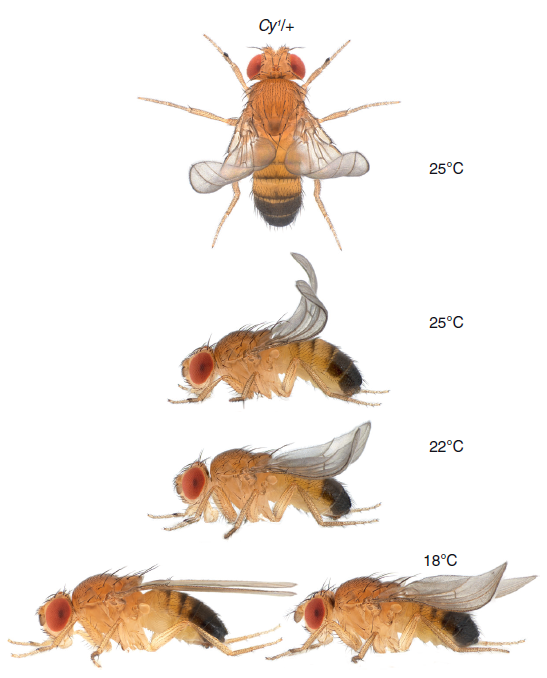 B1/Cyo:TM2/ TM6B是什么意思？ - 知乎