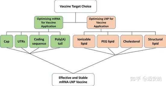 mRNA-LNP疫苗的设计考量 - 知乎