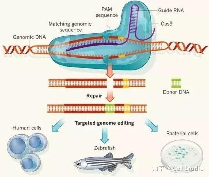基因编辑 Gene Editing Technologies: origins, applications and evaluation - 知乎