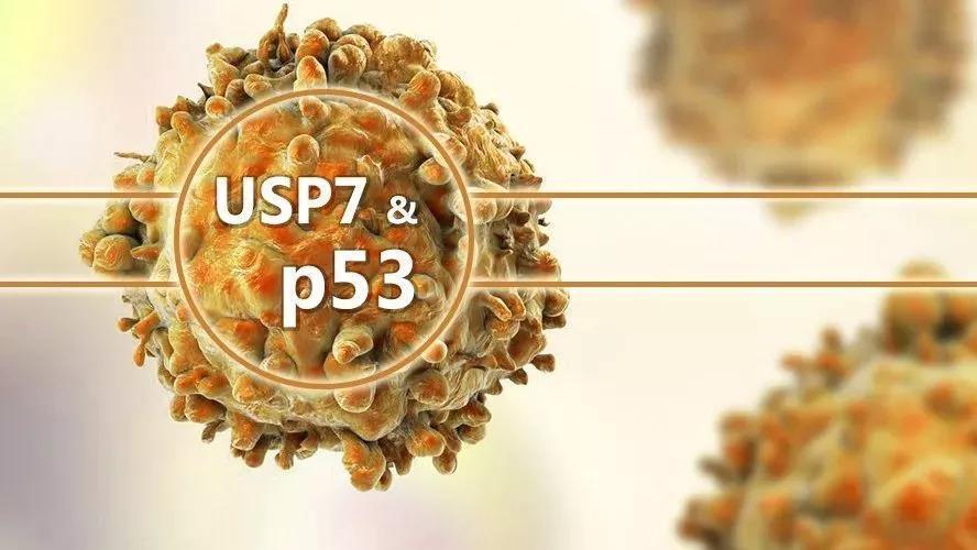 抑癌蛋白新助手——USP7小分子抑制剂 - 知乎