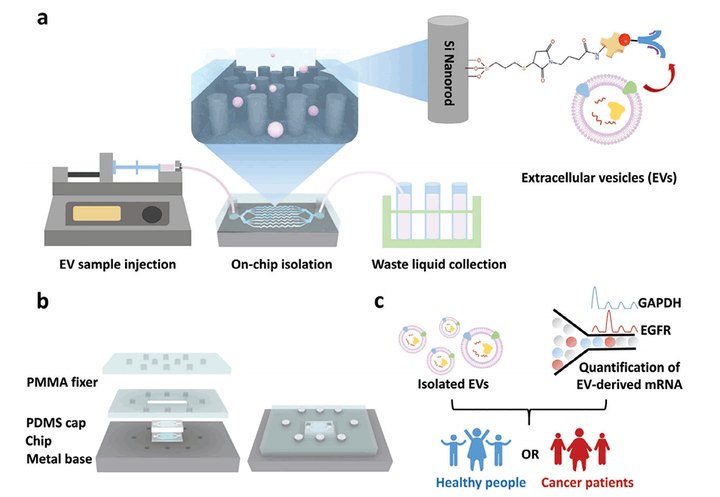 同济大学&中科院苏州纳米所&浙江大学：硅纳米棒阵列集成微流控芯片，实现高效细胞外囊泡分离 - 知乎